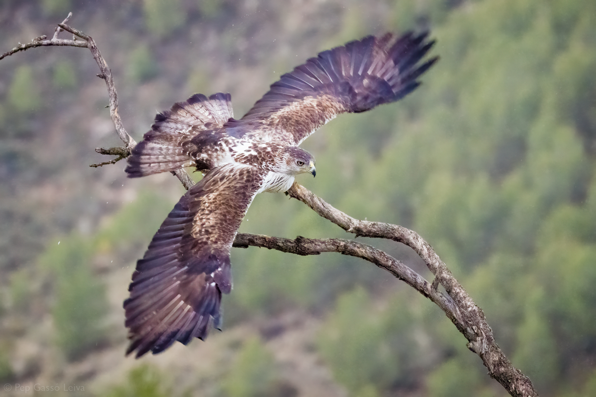 Àguila Cuabarrada (2) - PEP GASSÓ